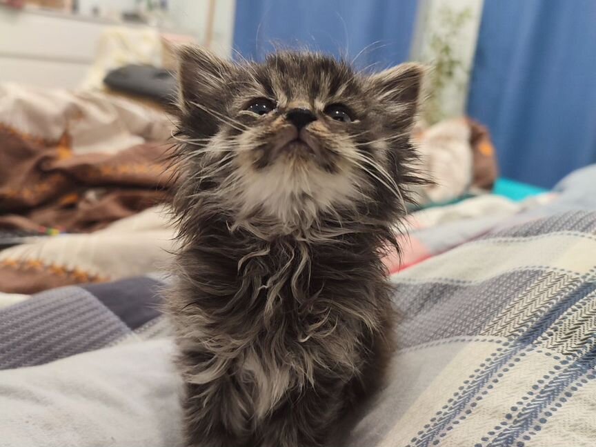 Кошка в дар