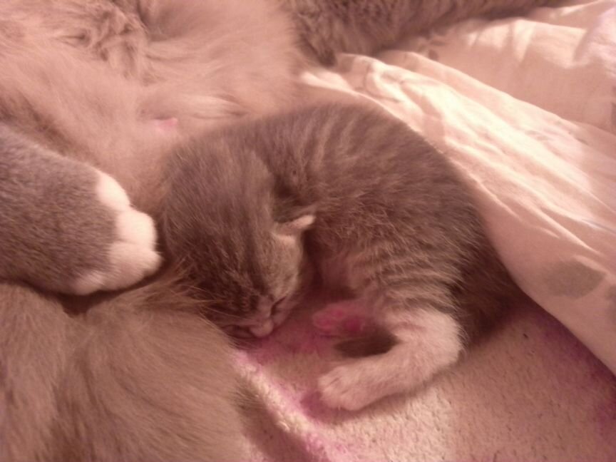 Котëнок бесплатно