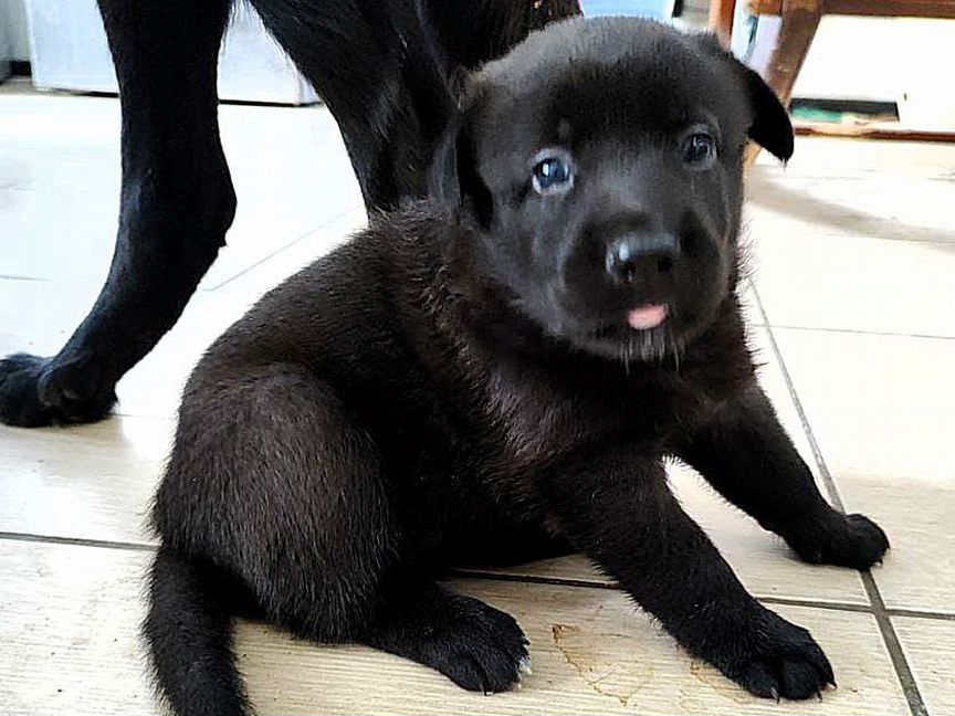 Щенки в добрые руки