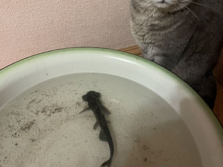 Рыбка пангасиус