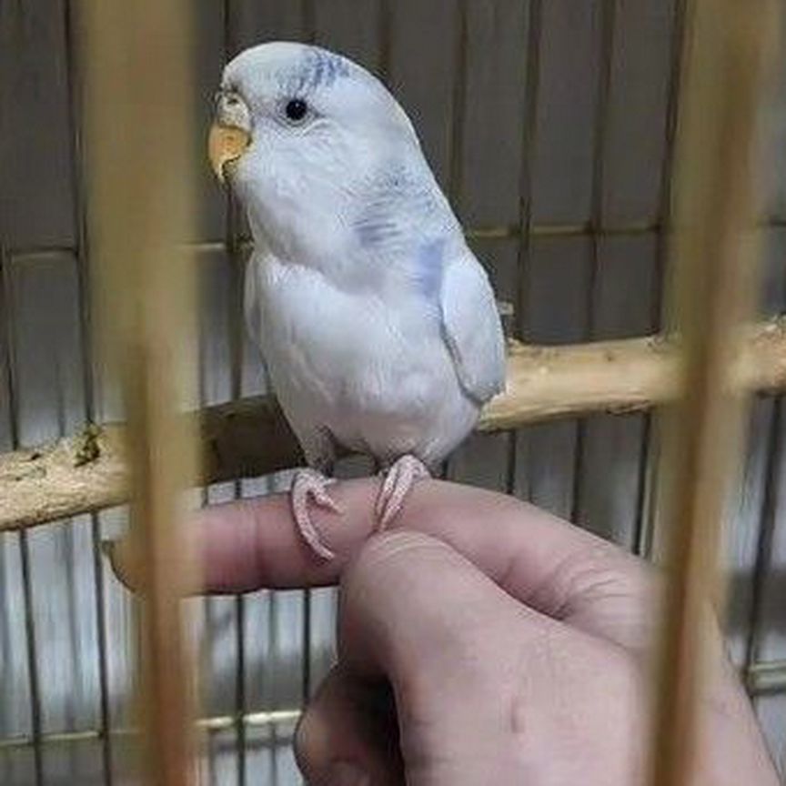 Волнистый попугай