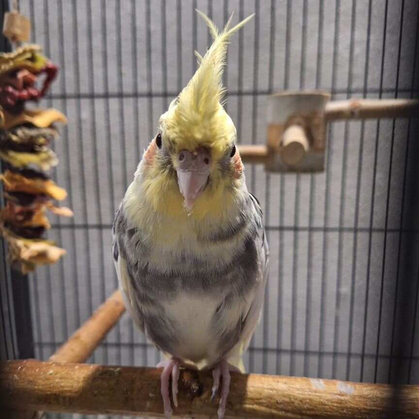 Попугай корелла