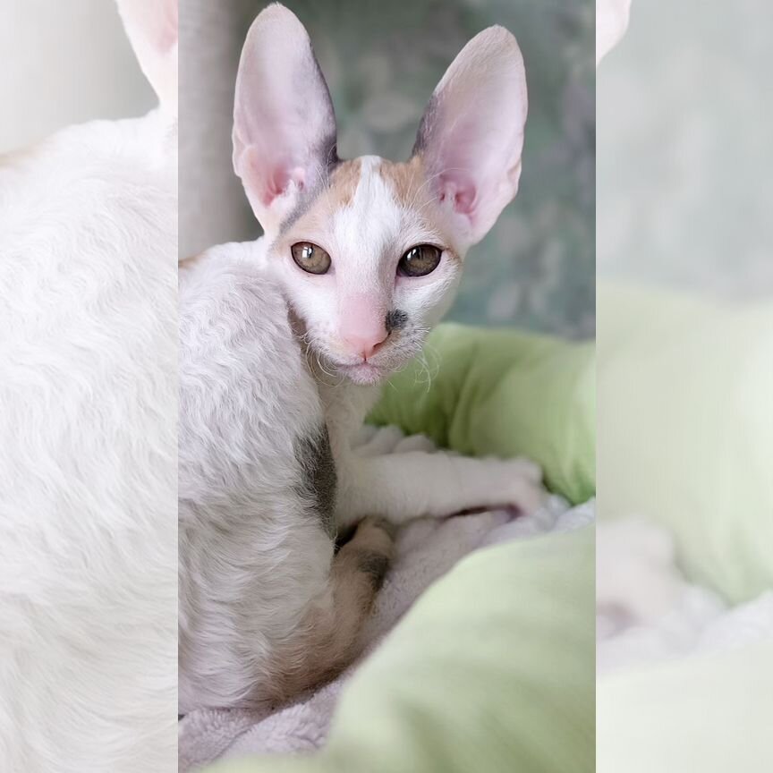 Корниш-рекс котёнок