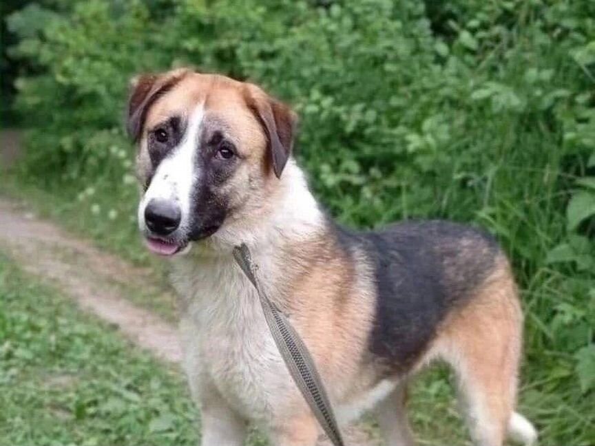 Отдам собаку Эмму в добрые руки