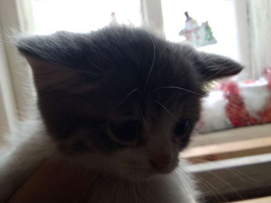 Котенок в добрые руки