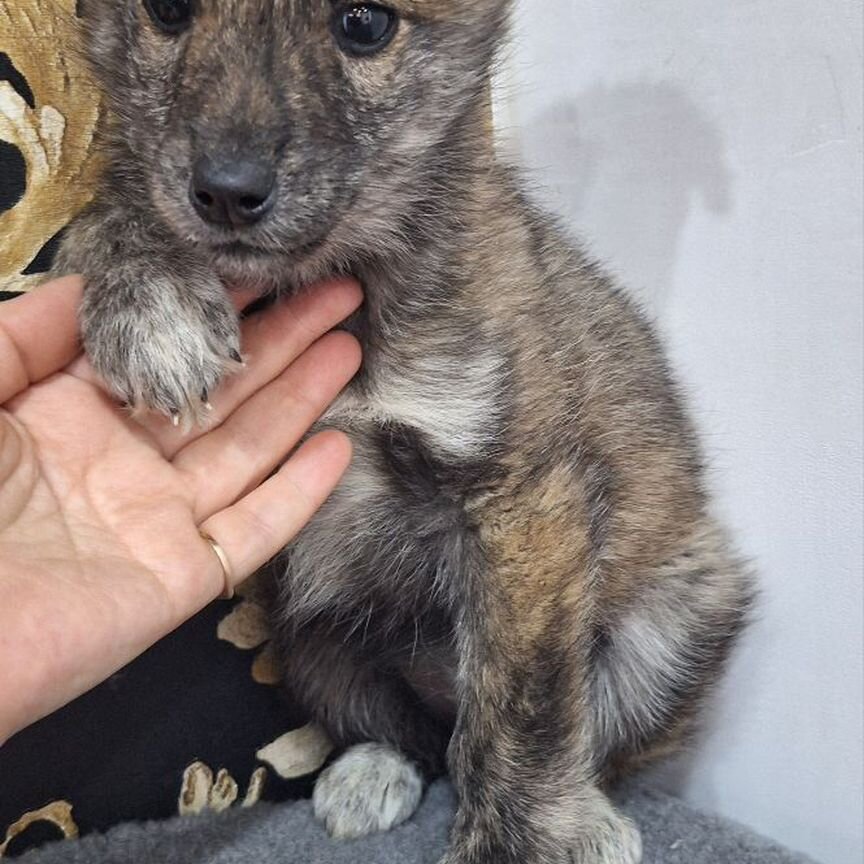 Отдам щенка в добрые руки