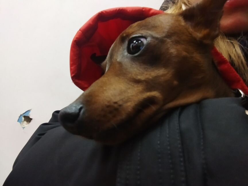 Собака цвенгпинчер