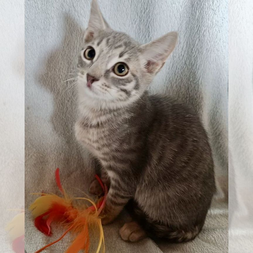 Котенок 2,5 месяца мальчик