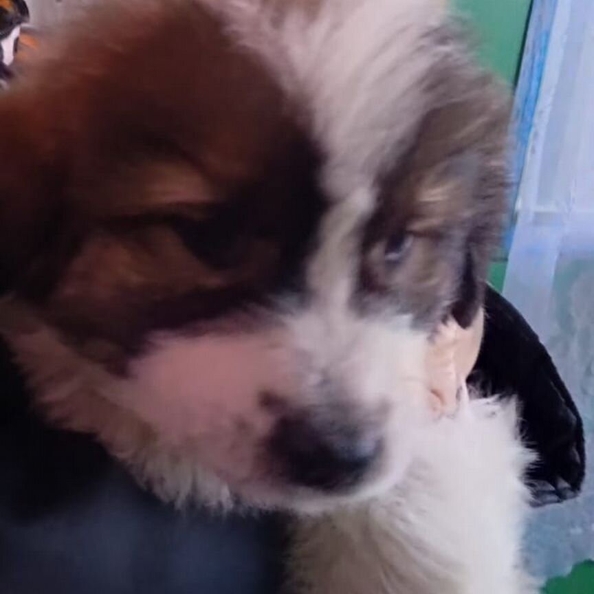 Московская сторожевая Щенки