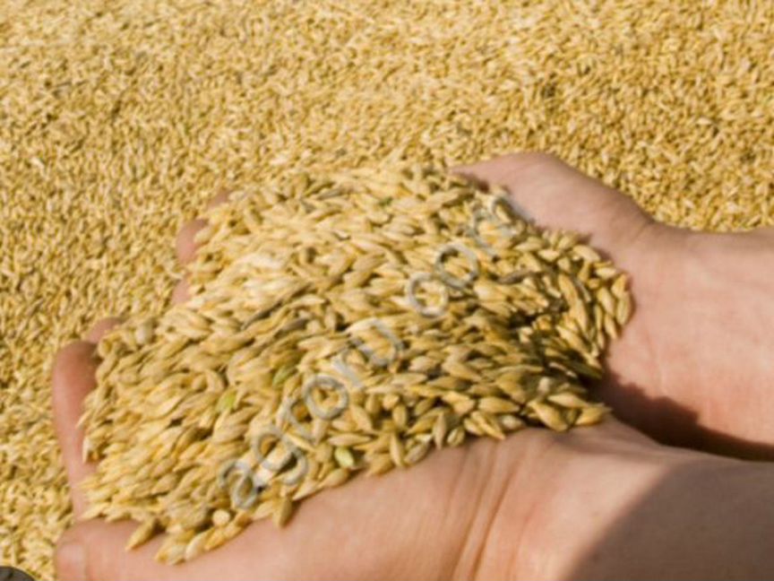 Пшеница, овёс