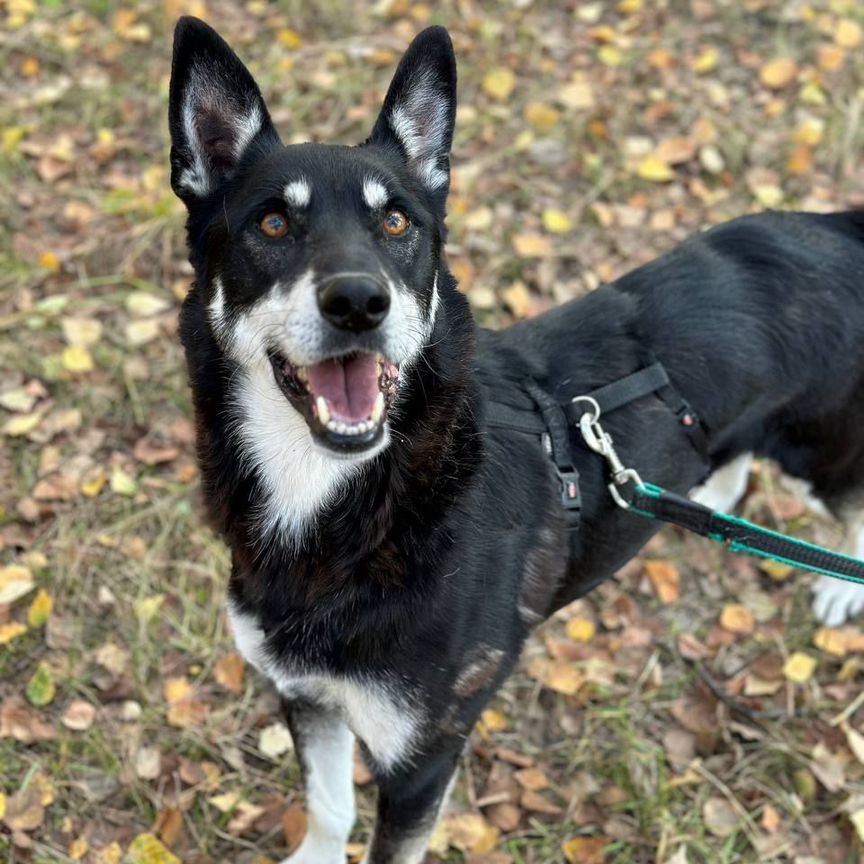 Самый добрый и невероятный Орео из приюта
