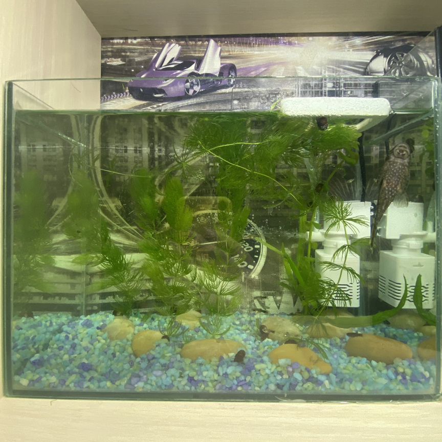 Обменяю на аквариум побольше