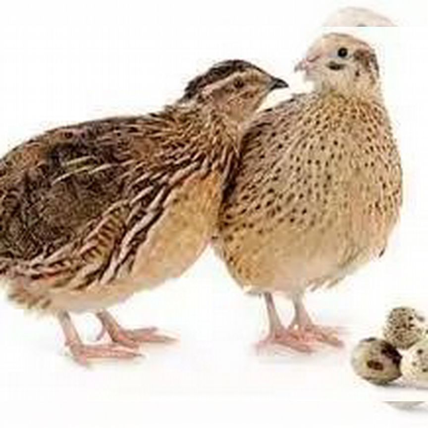 Перепела Яйцо