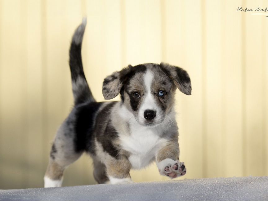 Мраморный мальчик вельш корги кардиган