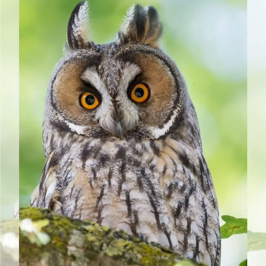 Попугай корелла птенцы