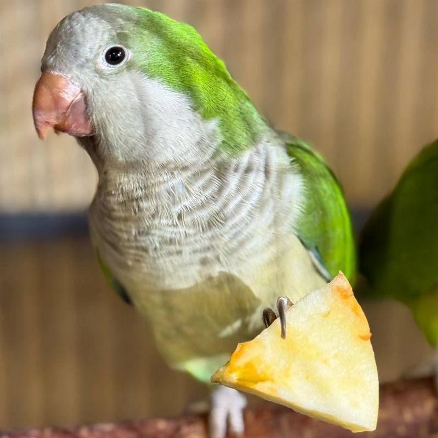 Попугай монах выкормыш ручной