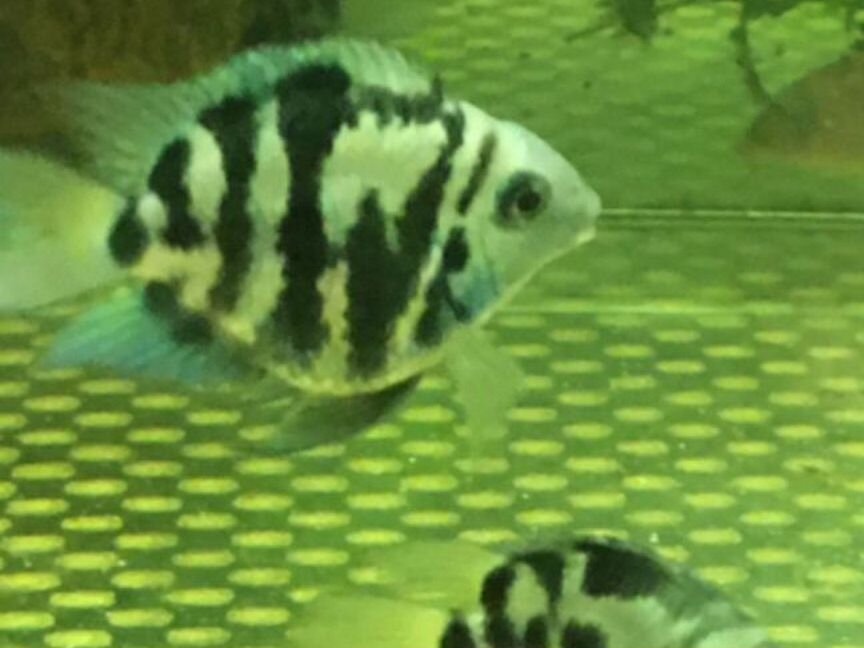 Цихлиды, синий попугай