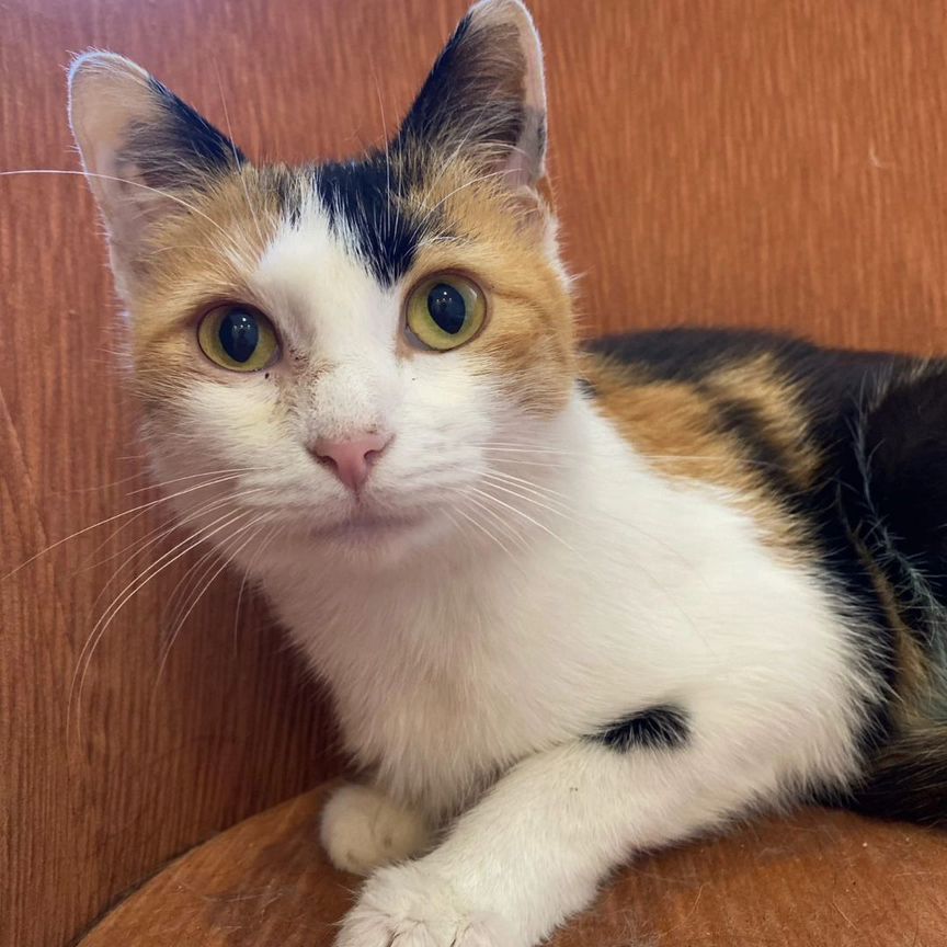 Вернется на улицу