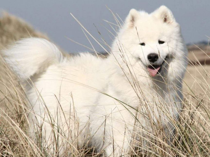 Замерзает на улице пес