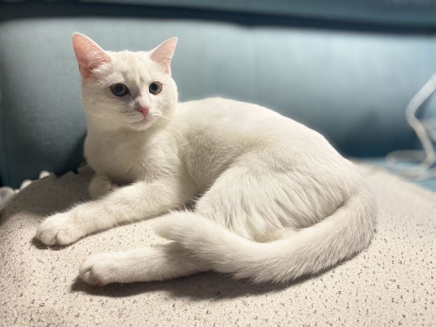 Найдена кошка