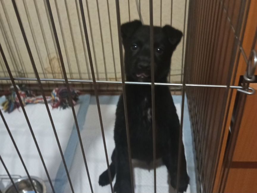 Щенок 2 месяца овчарки