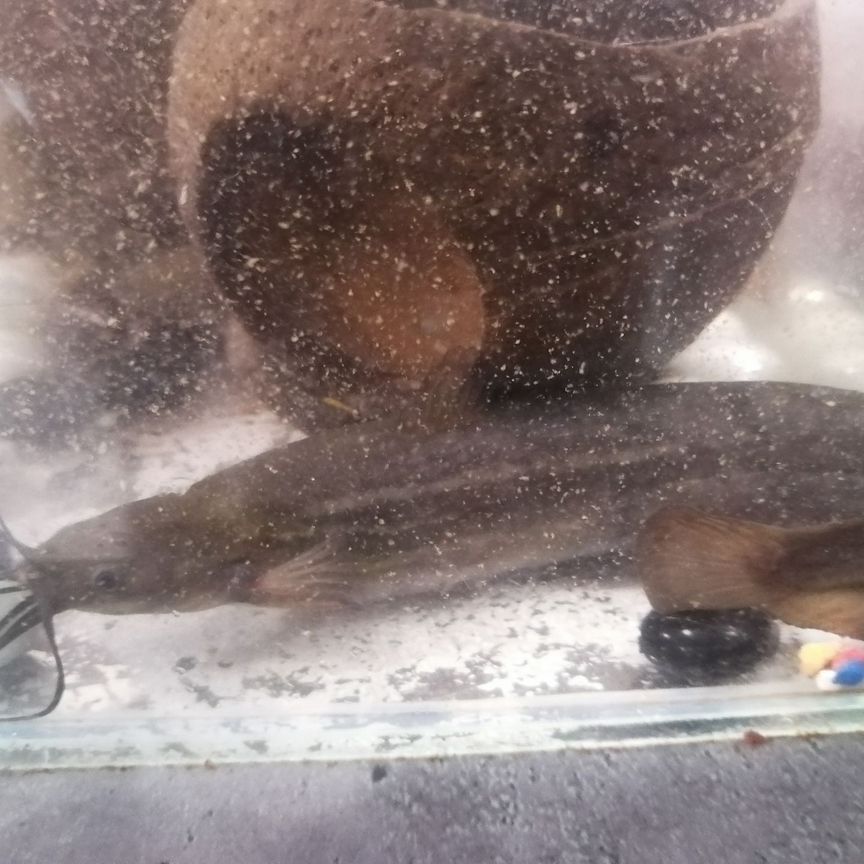 Продам двух мешкожаберных сомов 12-15см примерно