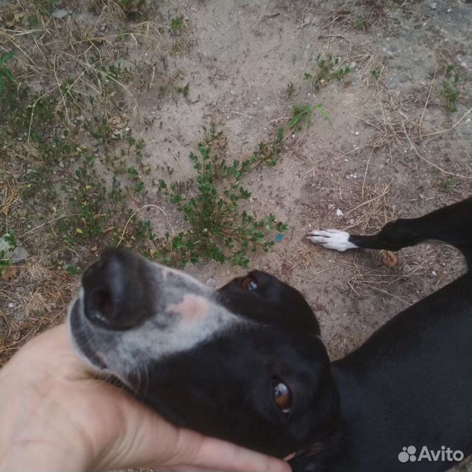 Охотничья собака