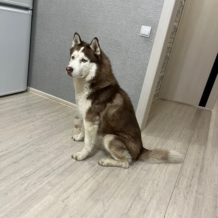 Сибирский хаски (вязка)