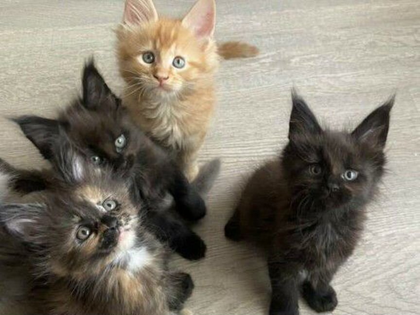 Шикарные дети Мейн кунята