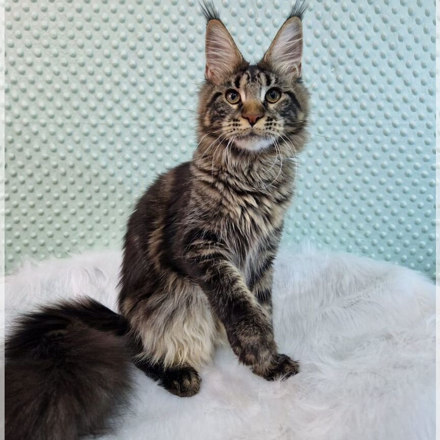 Мейн-кун котёнок