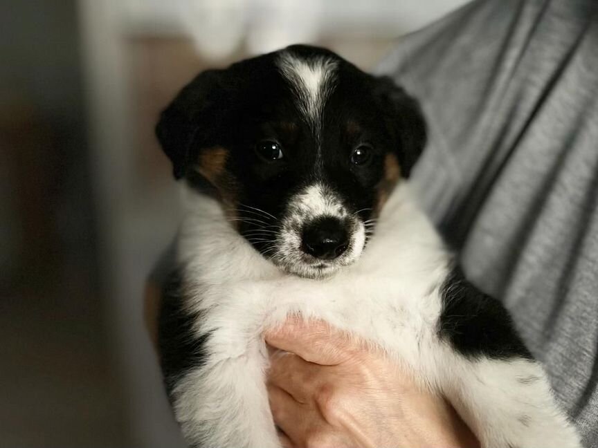 Щенок кобель бесплатно