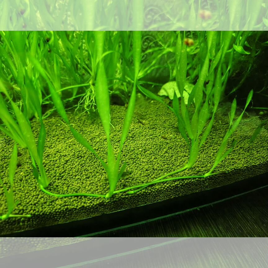 Валлиснерия спиральная