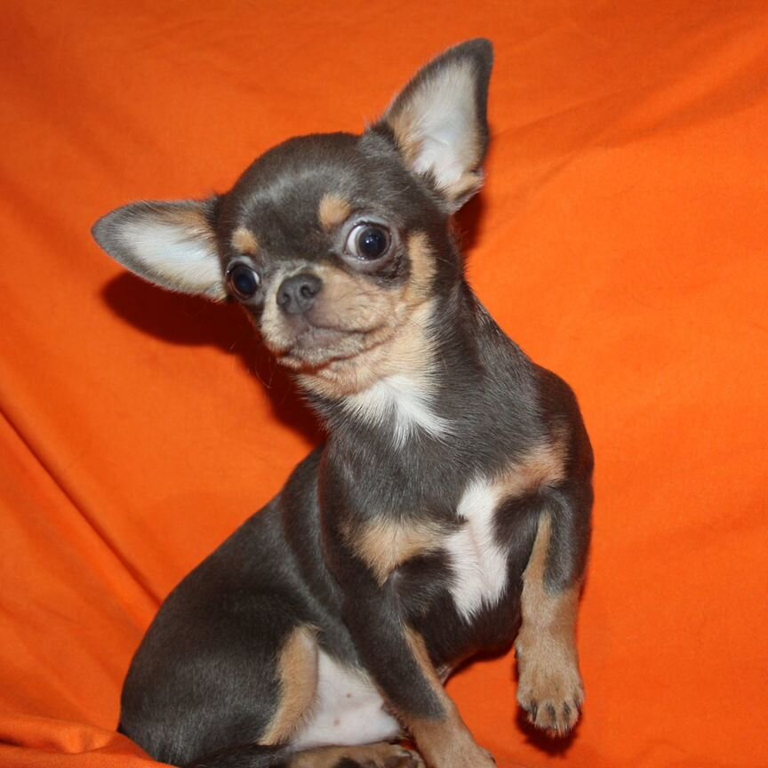 Лиловый красавец