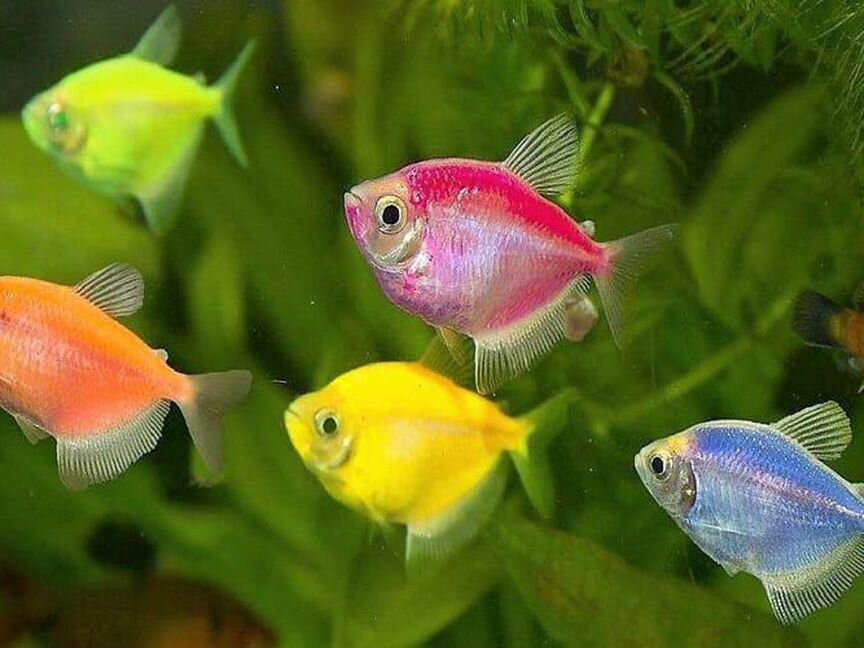 Аквариумные рыбки тернеция