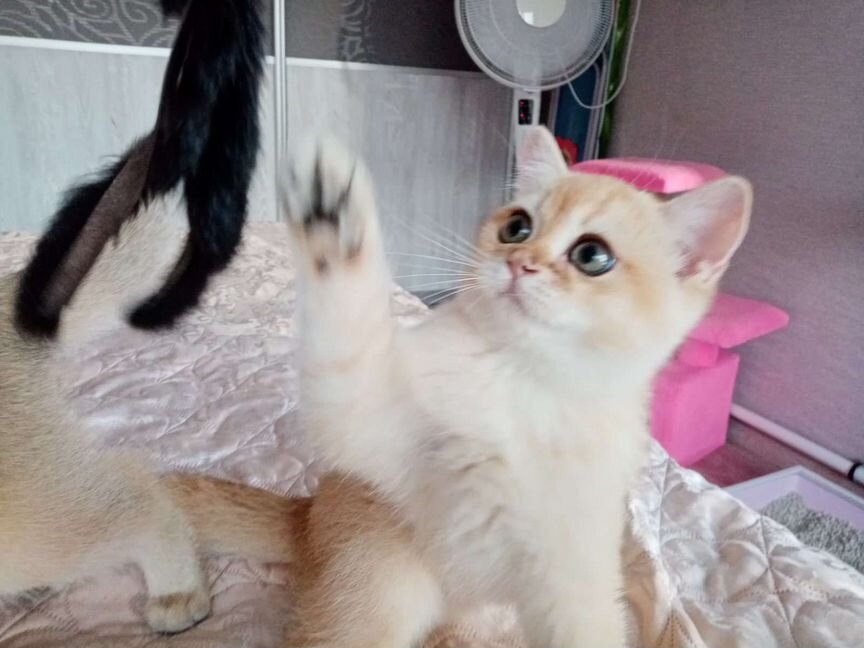 Котенок золотая шишилла