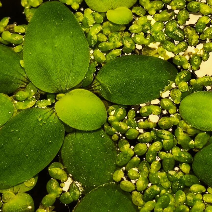 Аквариумное растение пистия