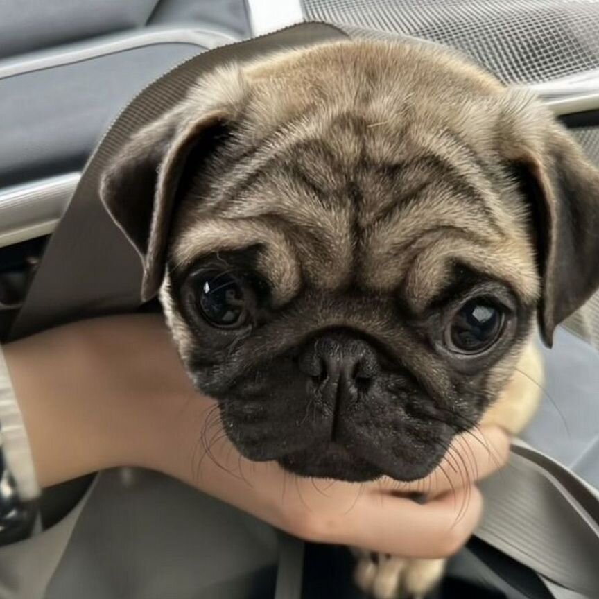 Мопс, щенок