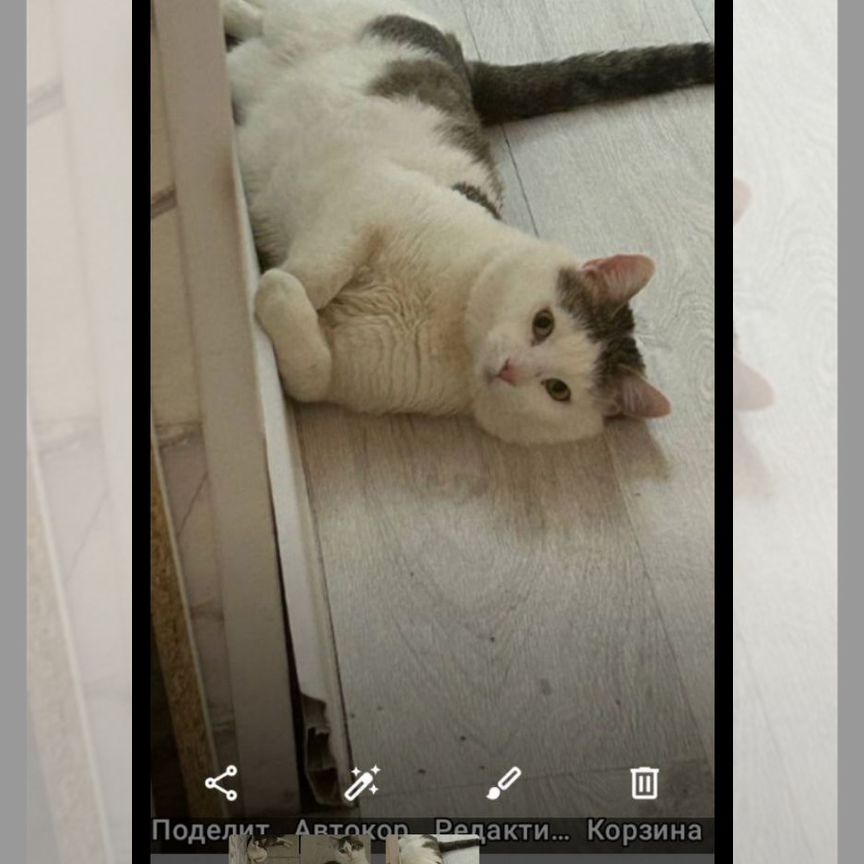 Взрослый кот в добрые руки