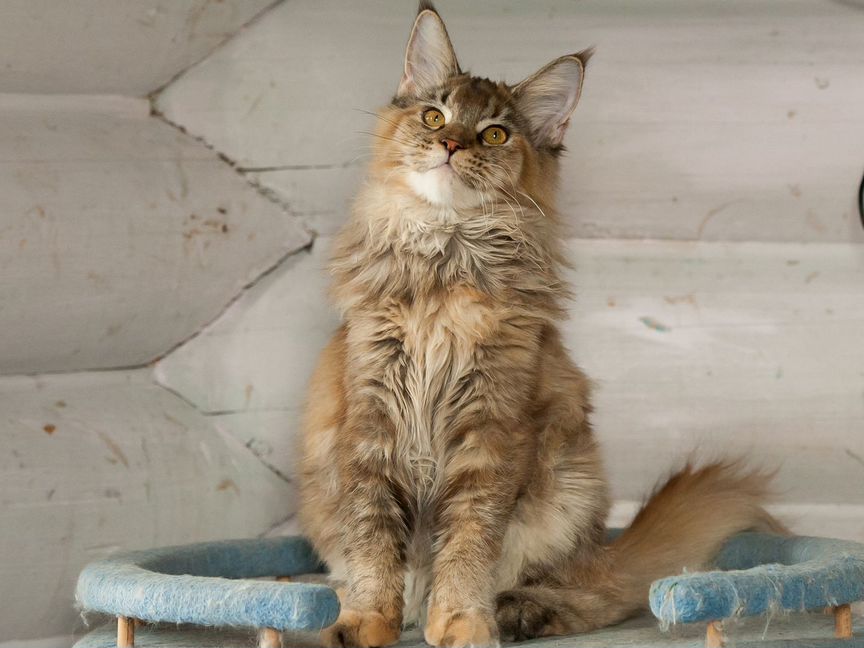 Эксклюзивная девушка породы Мейнкун от Vaal Cat