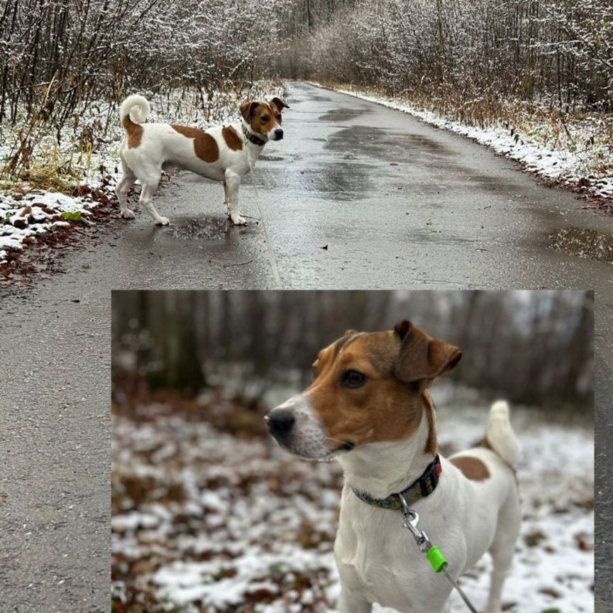 Джек рассел терьер