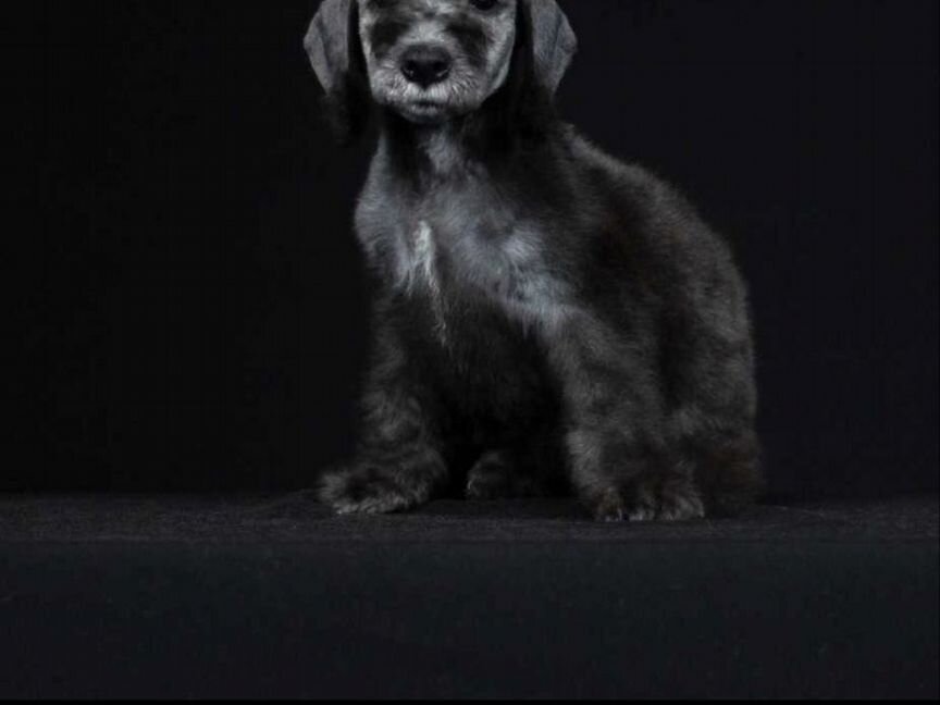 Щенки бедлингтона