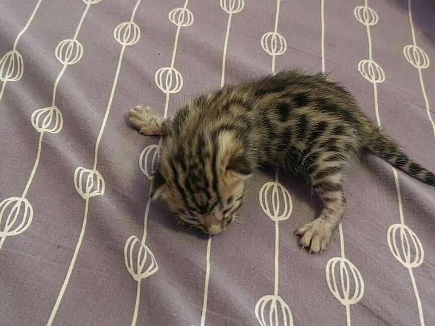 Бенгальские котята