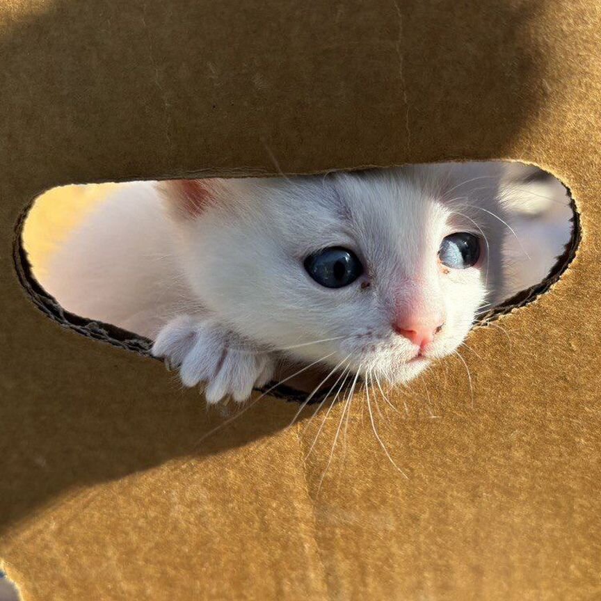 Котята беленькие девочки ангелочки в добрые руки