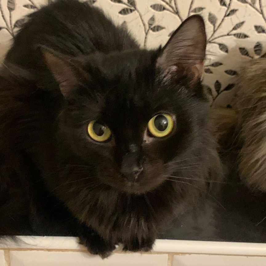 Взрослая, кошка в добрые руки