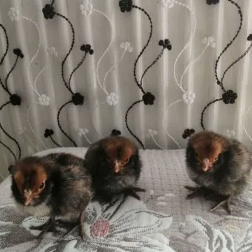 Цыплята Эйленбард