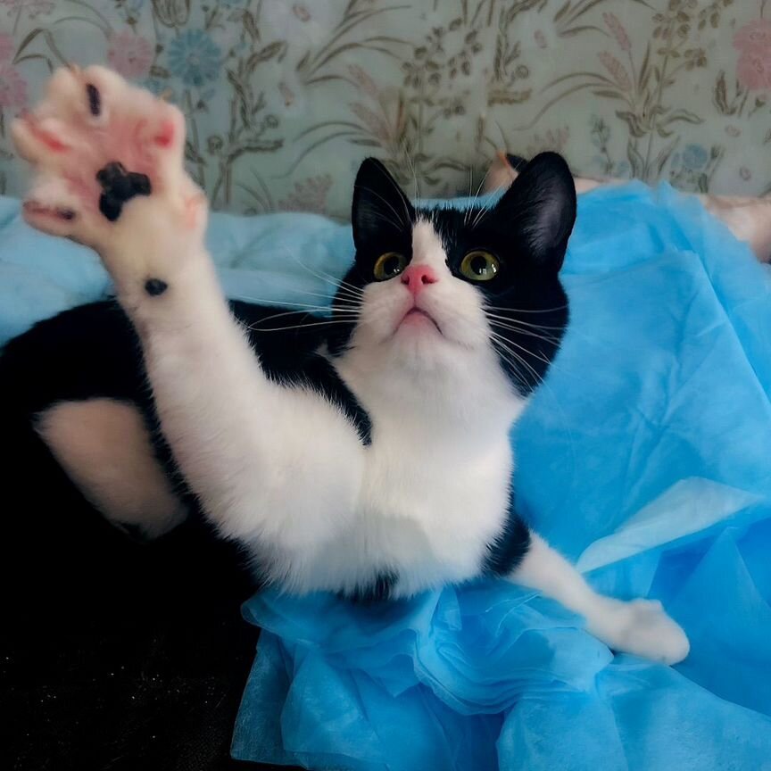 Кошечка ищет дом