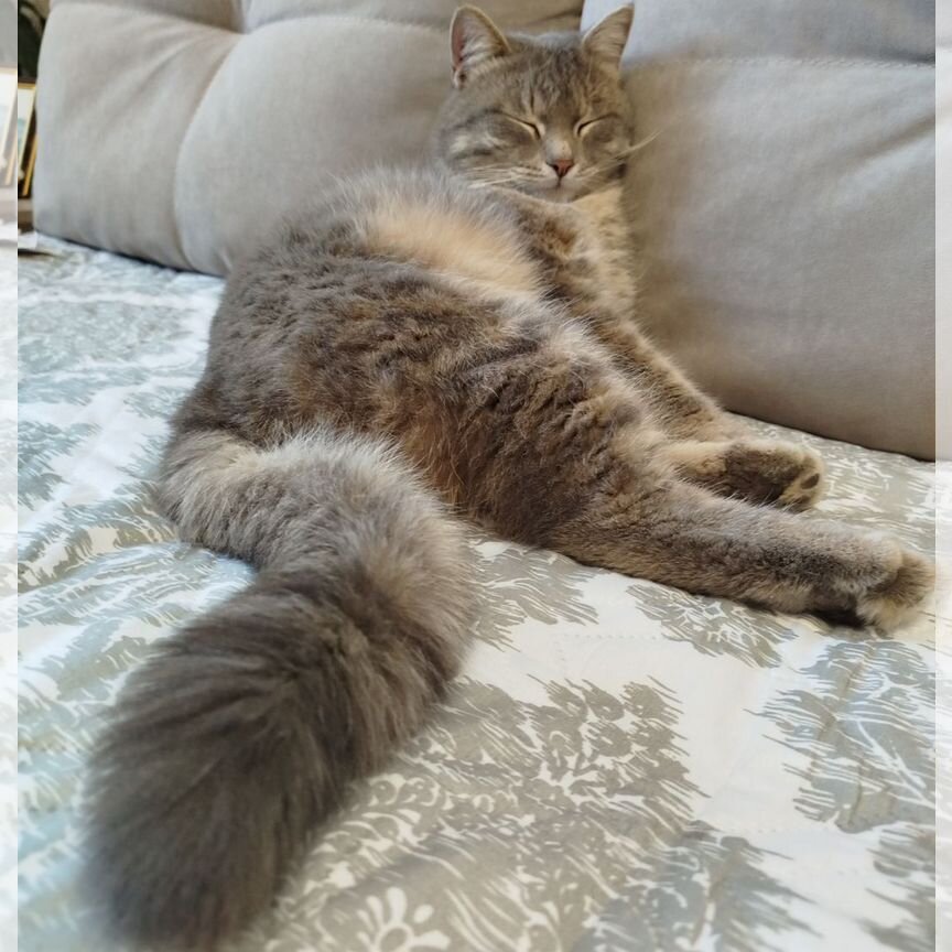 Взрослый кот в добрые руки