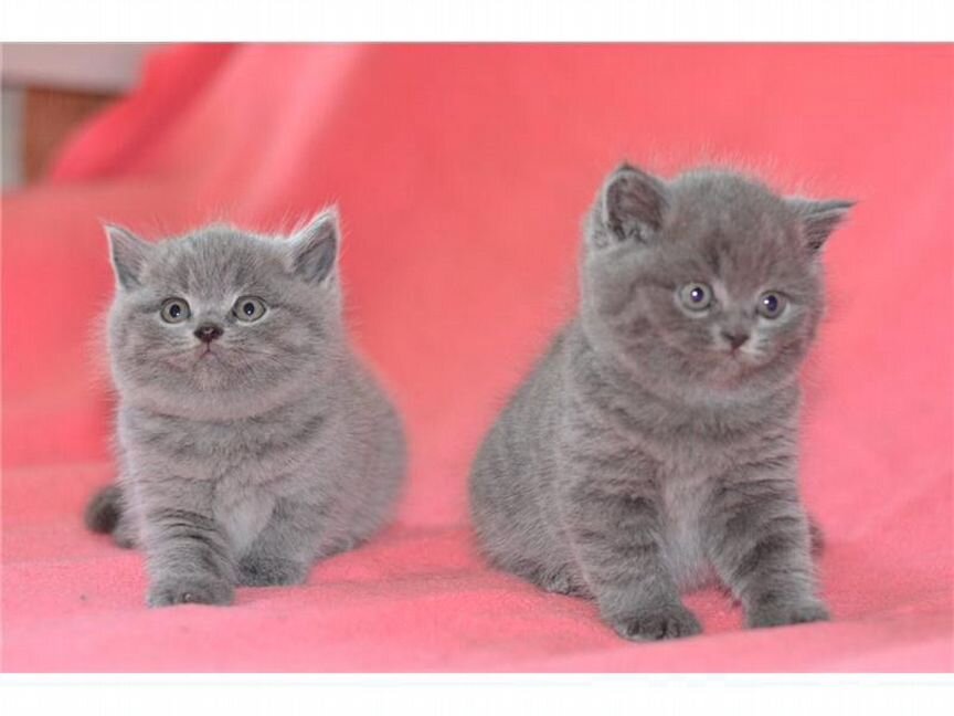 Плюшевые шотландские медвежата