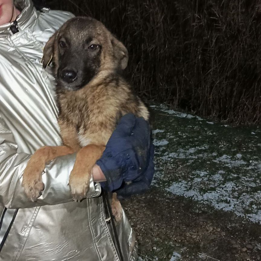 Кобель вырастет небольшим