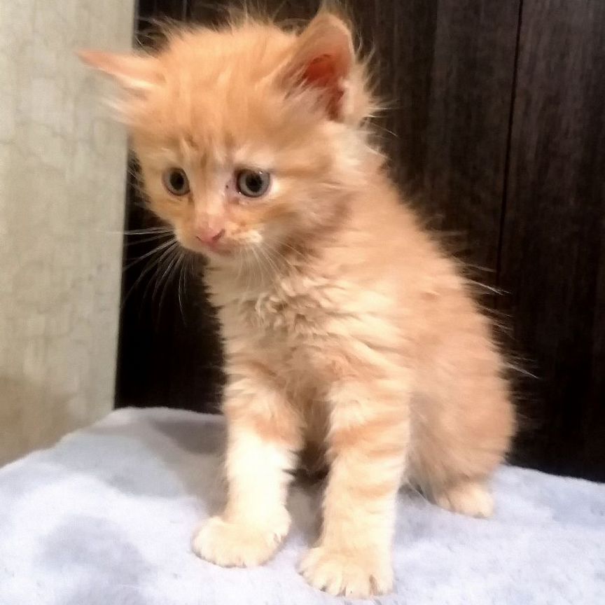 Отдам котенка в добрые руки, мама крысыловка